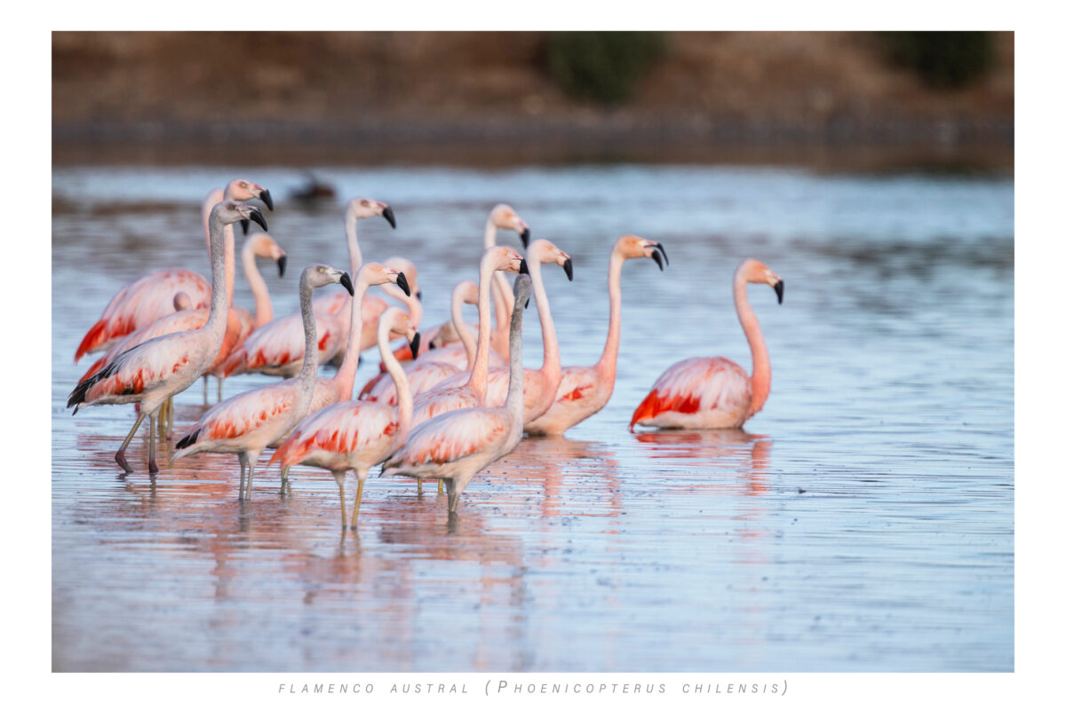 Nuestras Aves – RASA