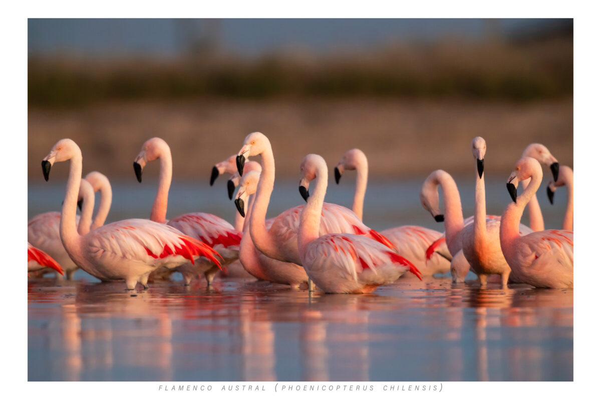 Nuestras Aves – RASA