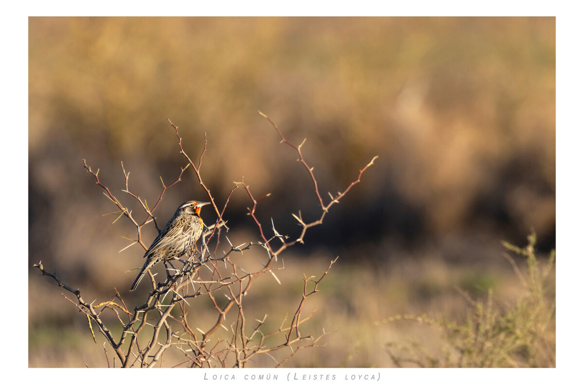 Nuestras Aves – RASA