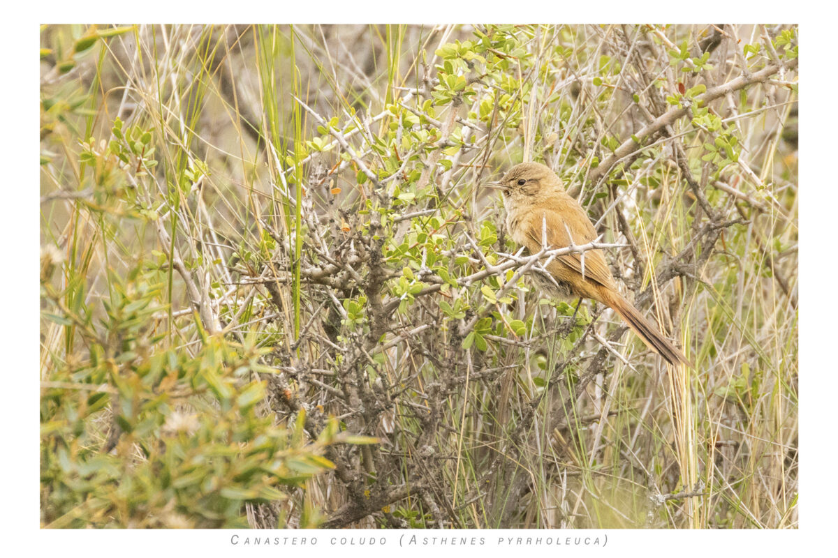 Nuestras Aves – RASA