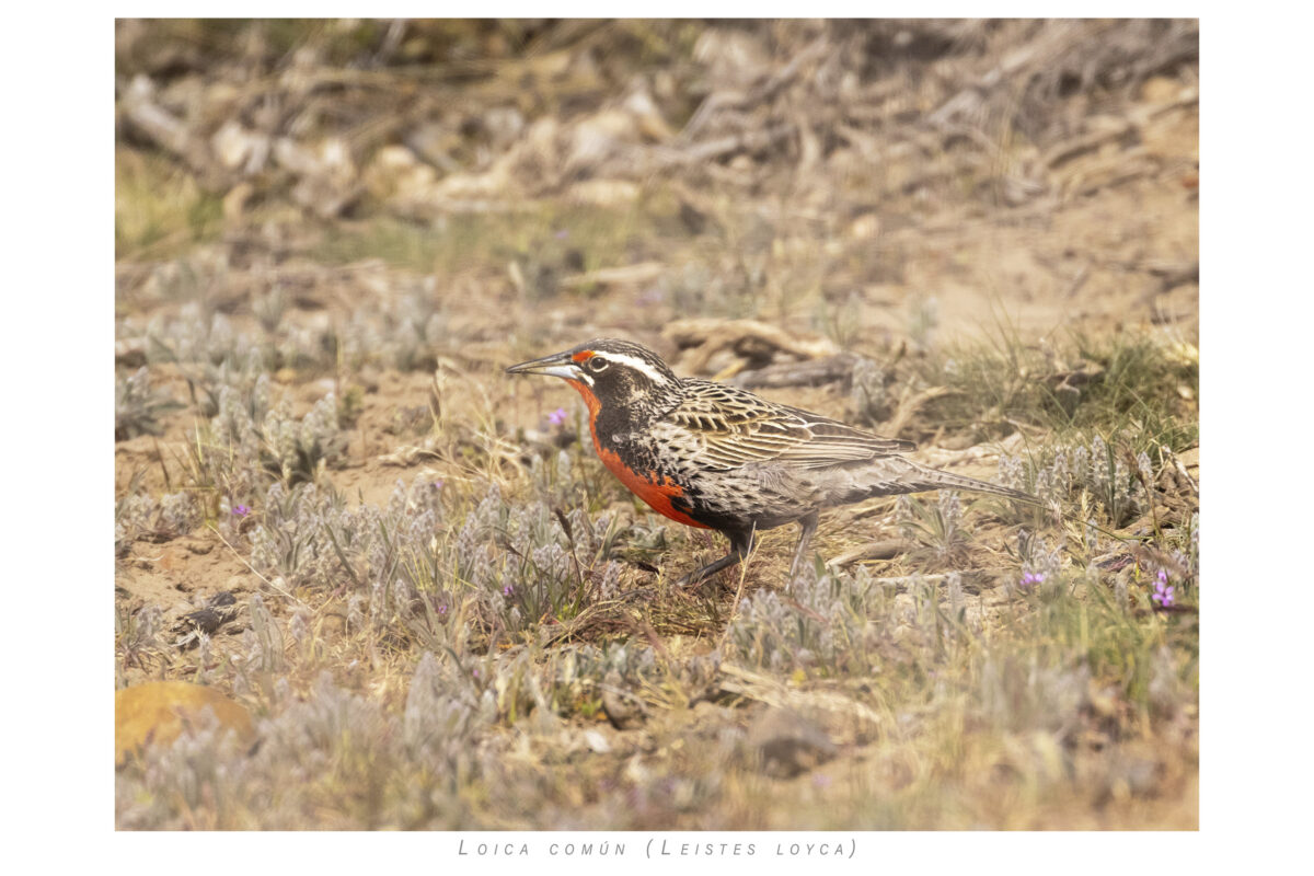 Nuestras Aves – RASA